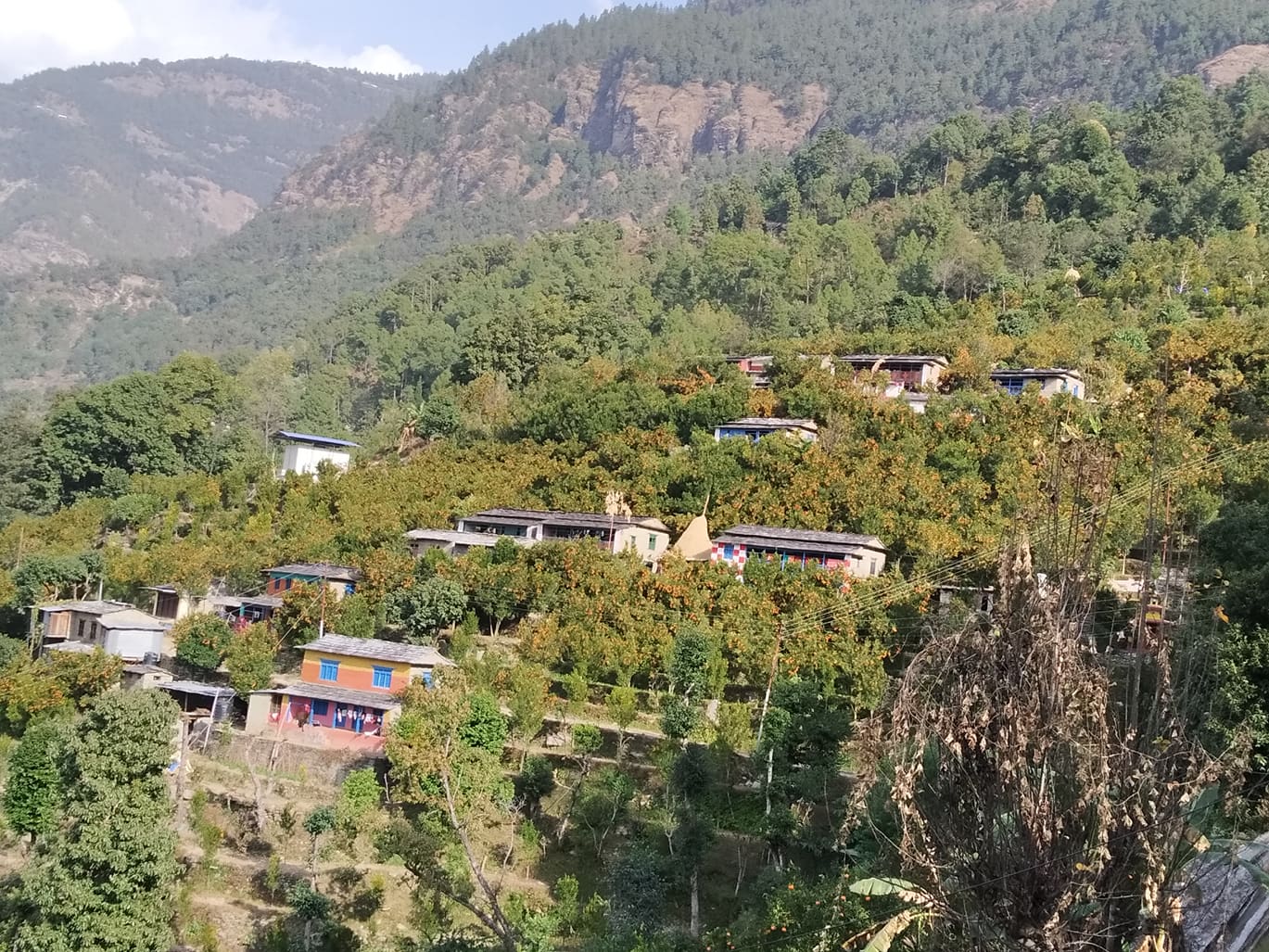 पर्वतमा सुन्तला उत्पादन ५ प्रतिशतले बढ्ने, बोटमै खरिद गर्न आए ब्यापारी ...